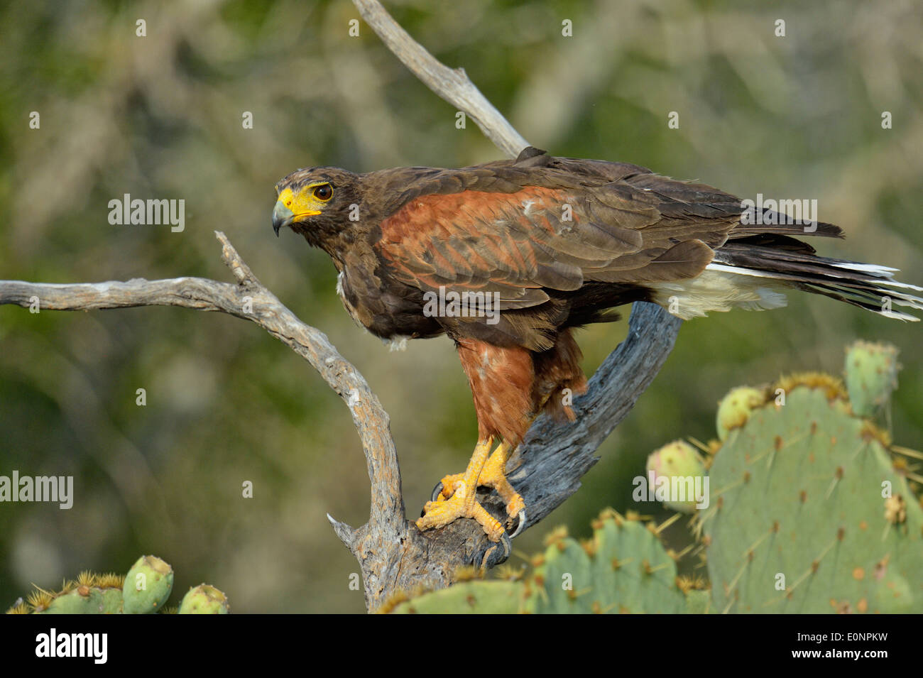 South texas hawks hi-res stock photography and images - Alamy