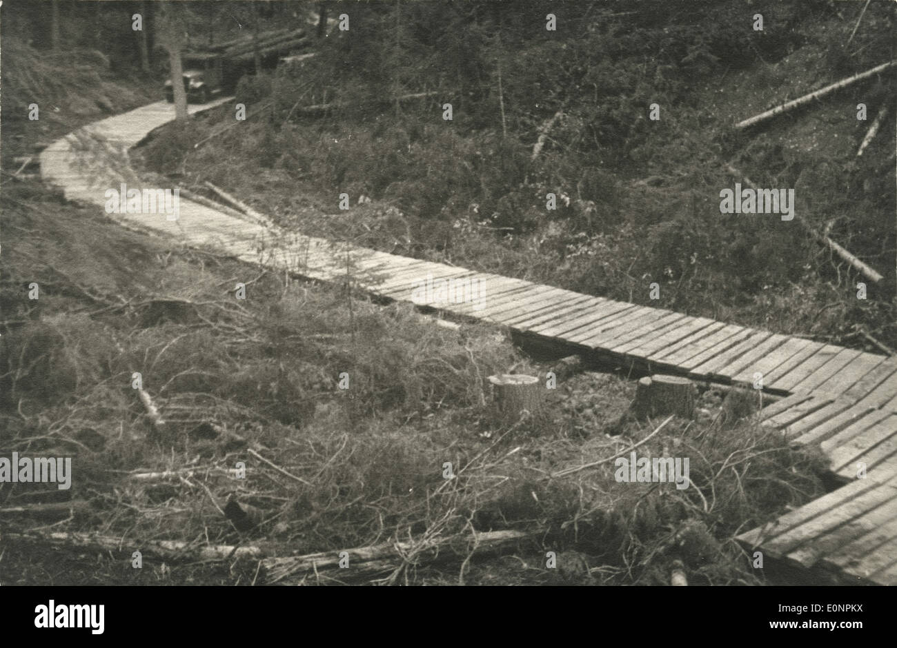 A truck transporting a load of logs along a logging road, capturing the ...