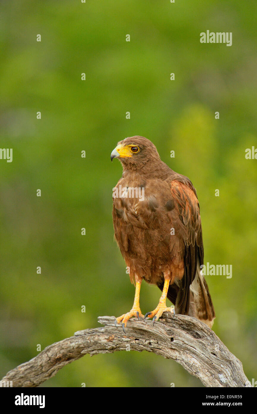 South texas hawks hi-res stock photography and images - Alamy