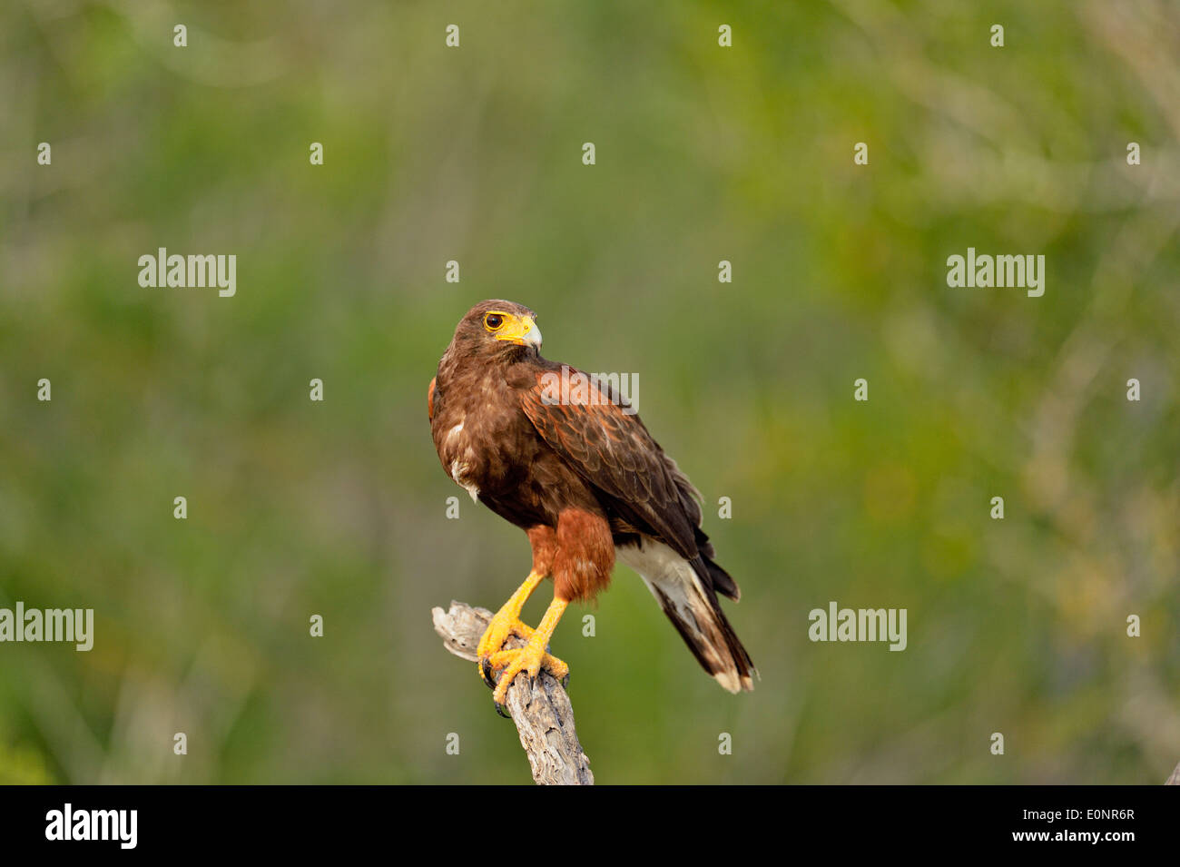 South texas hawks hi-res stock photography and images - Alamy