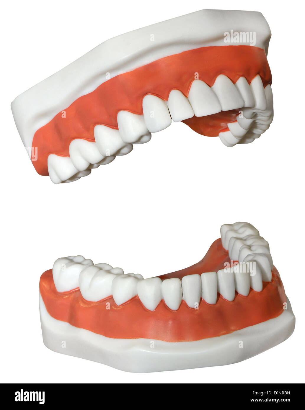 New medical Dentures isolated on a white background Stock Photo - Alamy