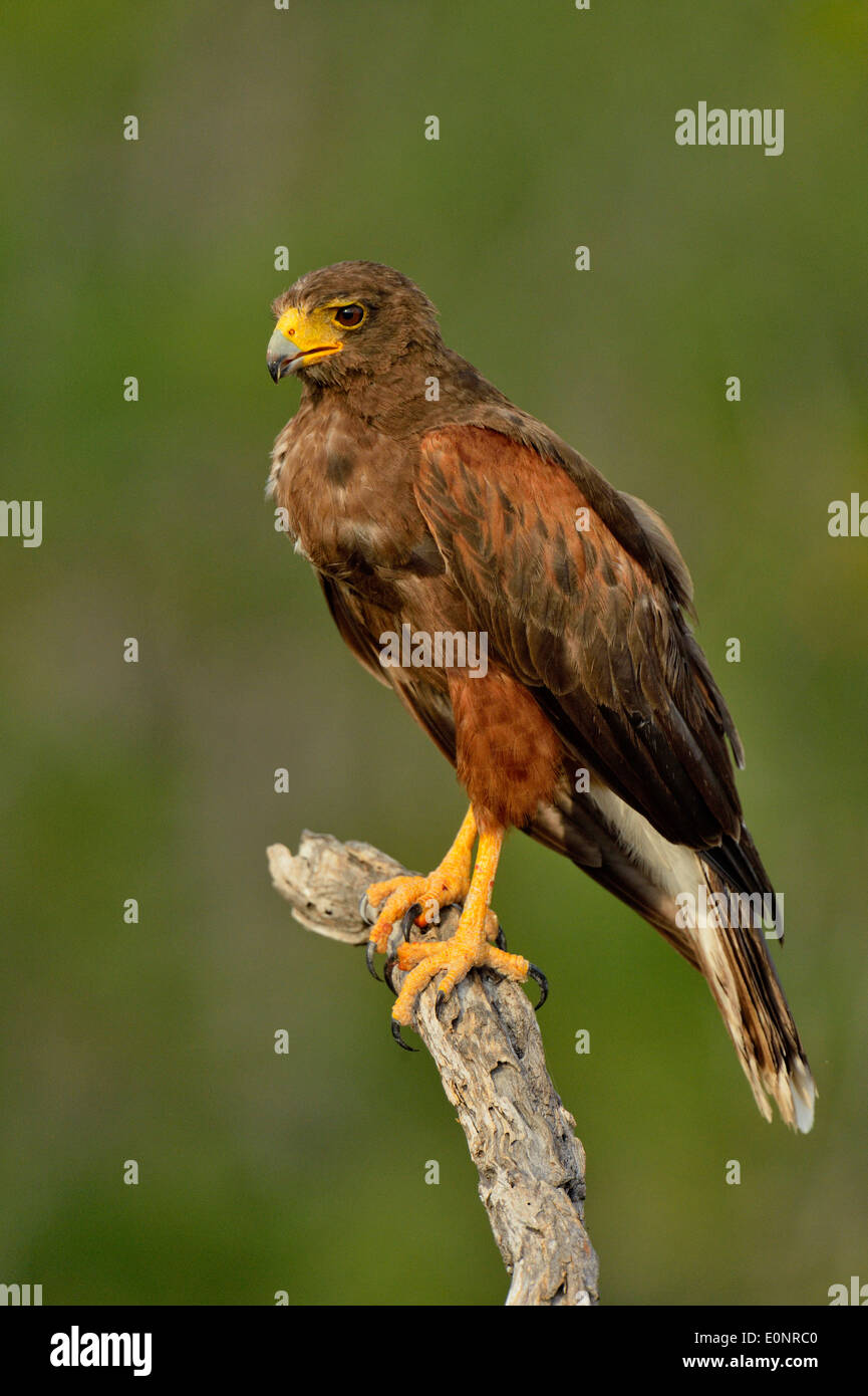 Harris hawk perching hi-res stock photography and images - Alamy