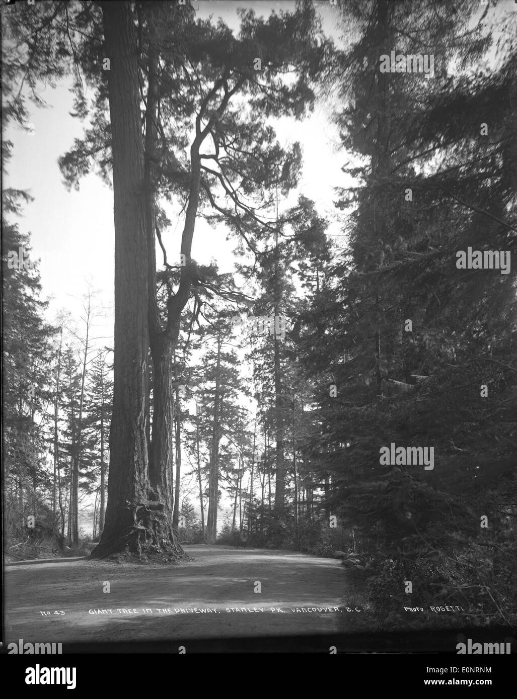 Giant trees stanley park vancouver hi-res stock photography and images ...