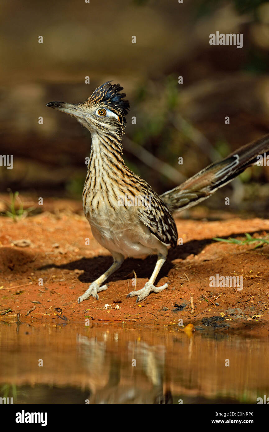 Roadrunner hi-res stock photography and images - Alamy