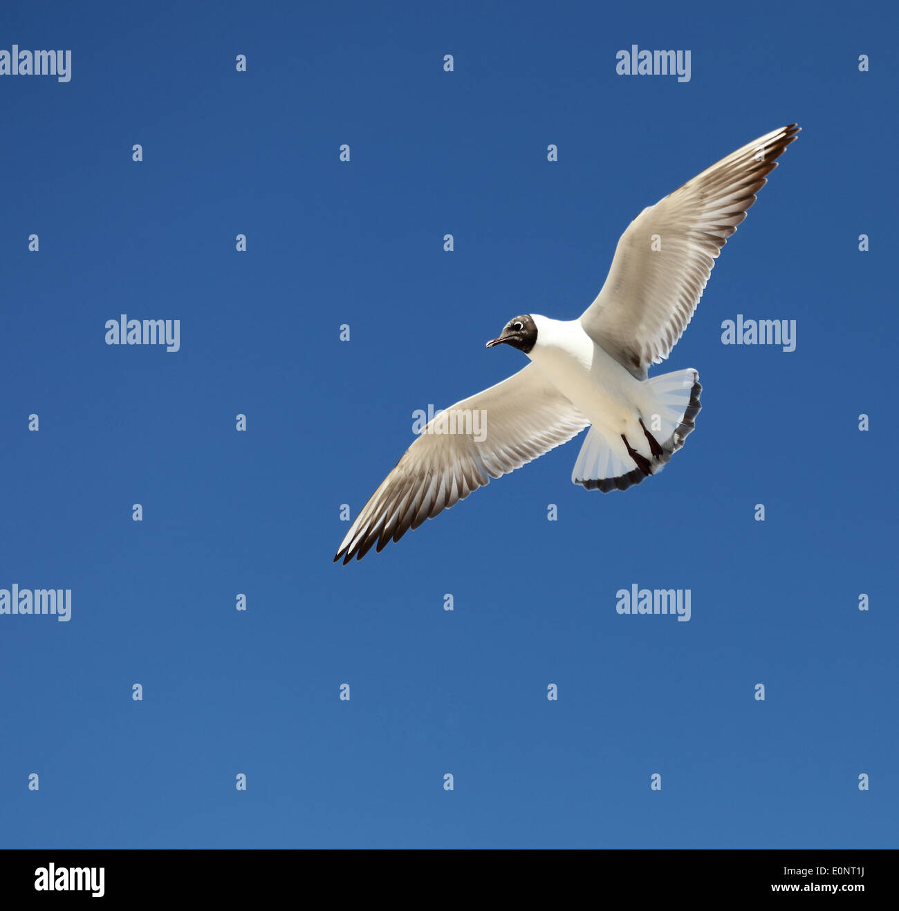 Seagull move hi-res stock photography and images - Alamy