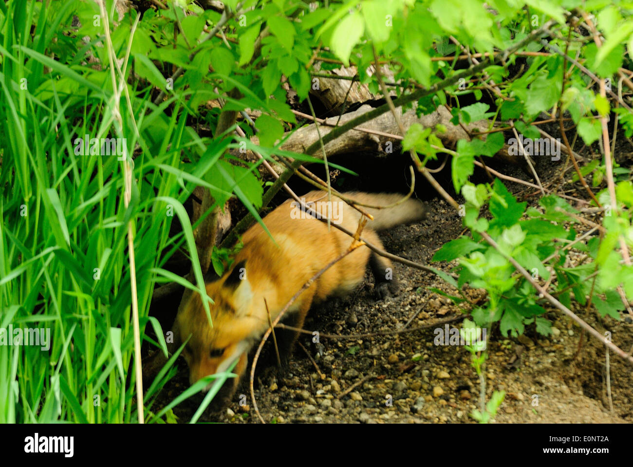 Foxs den hi-res stock photography and images - Alamy