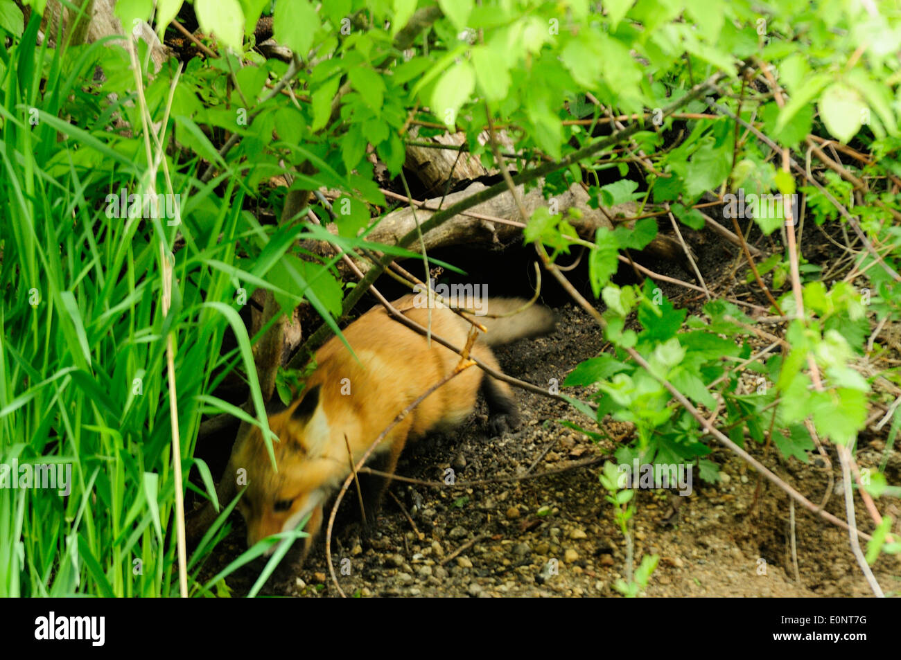 Red Fox kit or baby playing outside of den. (Vulpes vulpes Stock Photo ...