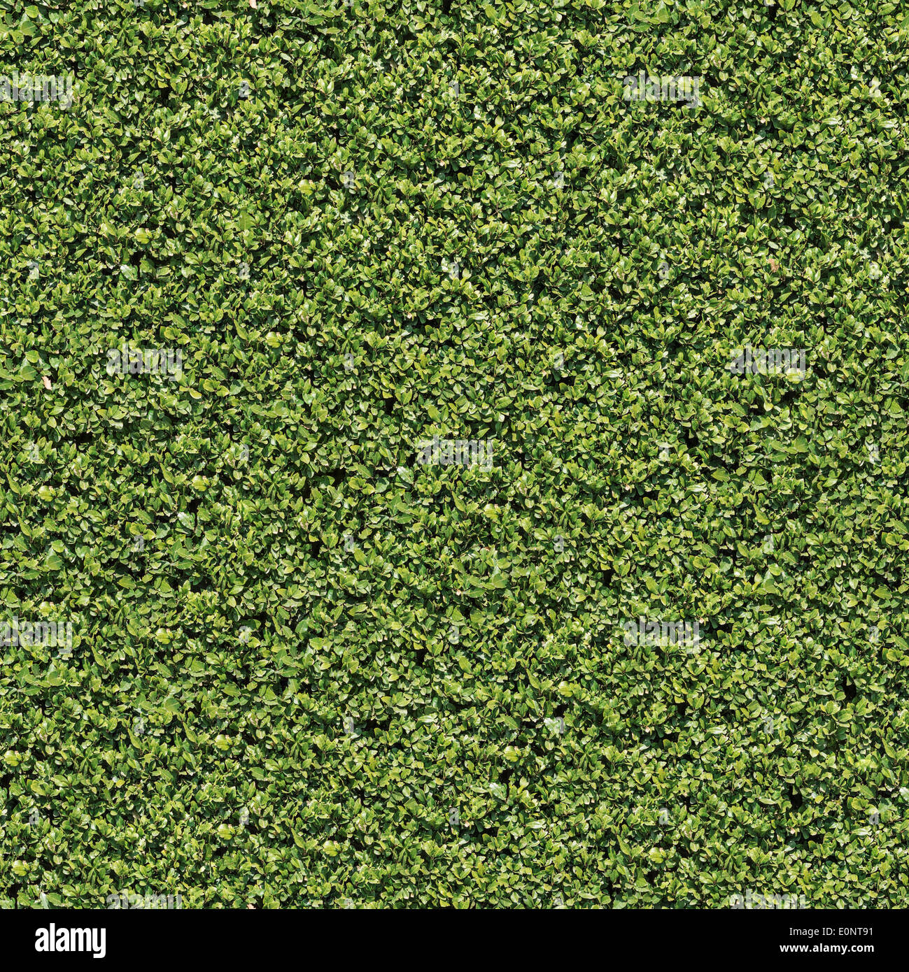 Laurel Bush. Seamless Tileable Texture Stock Photo - Alamy
