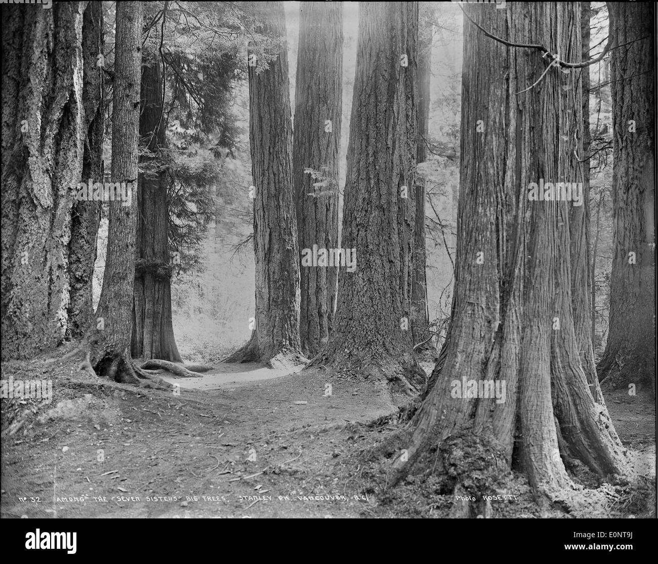 A scenic image of the 'Seven Sisters' big trees located in Stanley Park ...