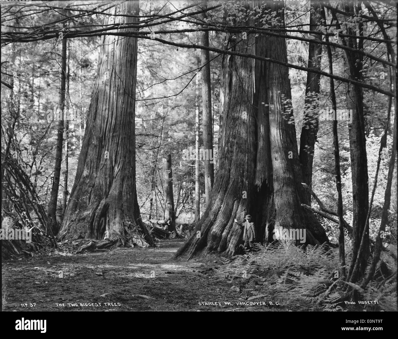 Large trees in park Black and White Stock Photos & Images - Alamy