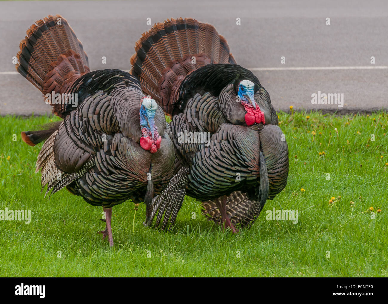 Mating bird season in spring hi-res stock photography and images - Alamy