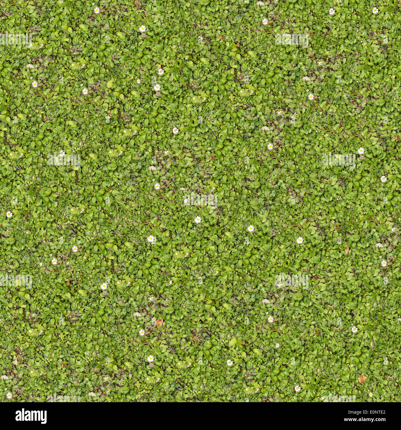 Spring Lawn with Some Flowers. Seamless Texture Stock Photo - Alamy