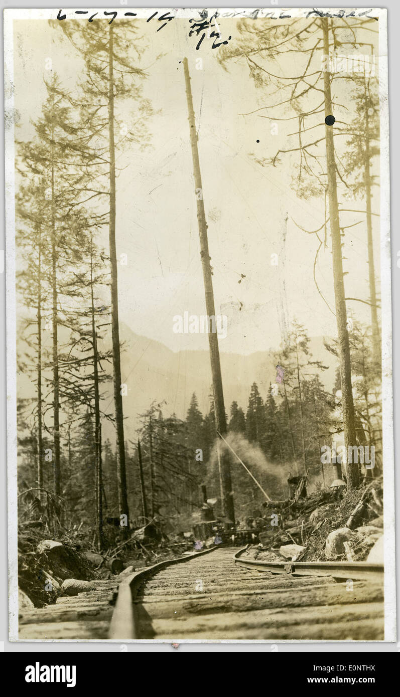 This image shows a spar tree being rigged, a method used in historical ...