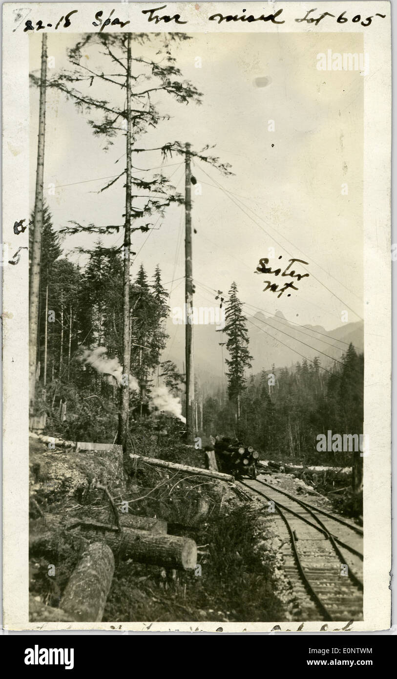 Spar tree hi-res stock photography and images - Alamy