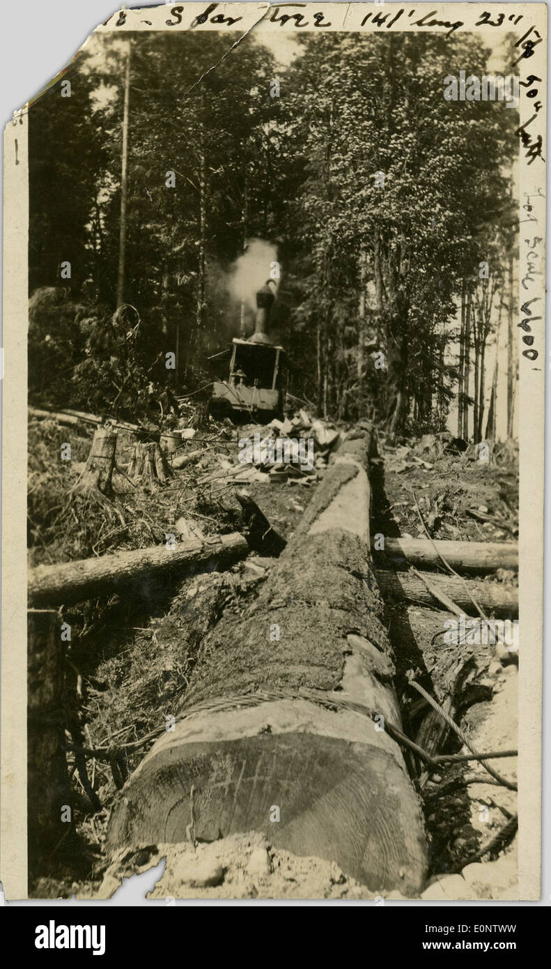 This title refers to a tree measuring 141 feet in length, highlighting ...