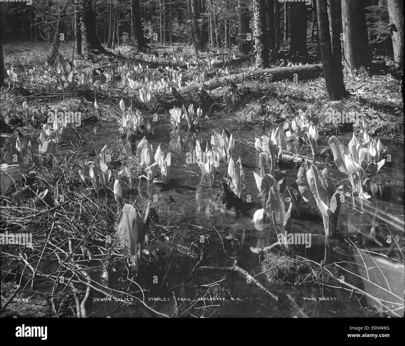 Species b showcases hi-res stock photography and images - Alamy