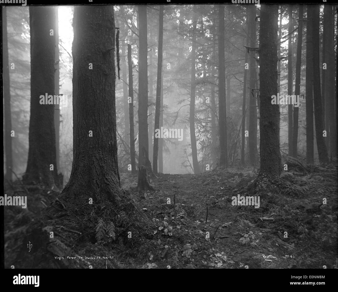 The virgin forest Black and White Stock Photos & Images - Alamy