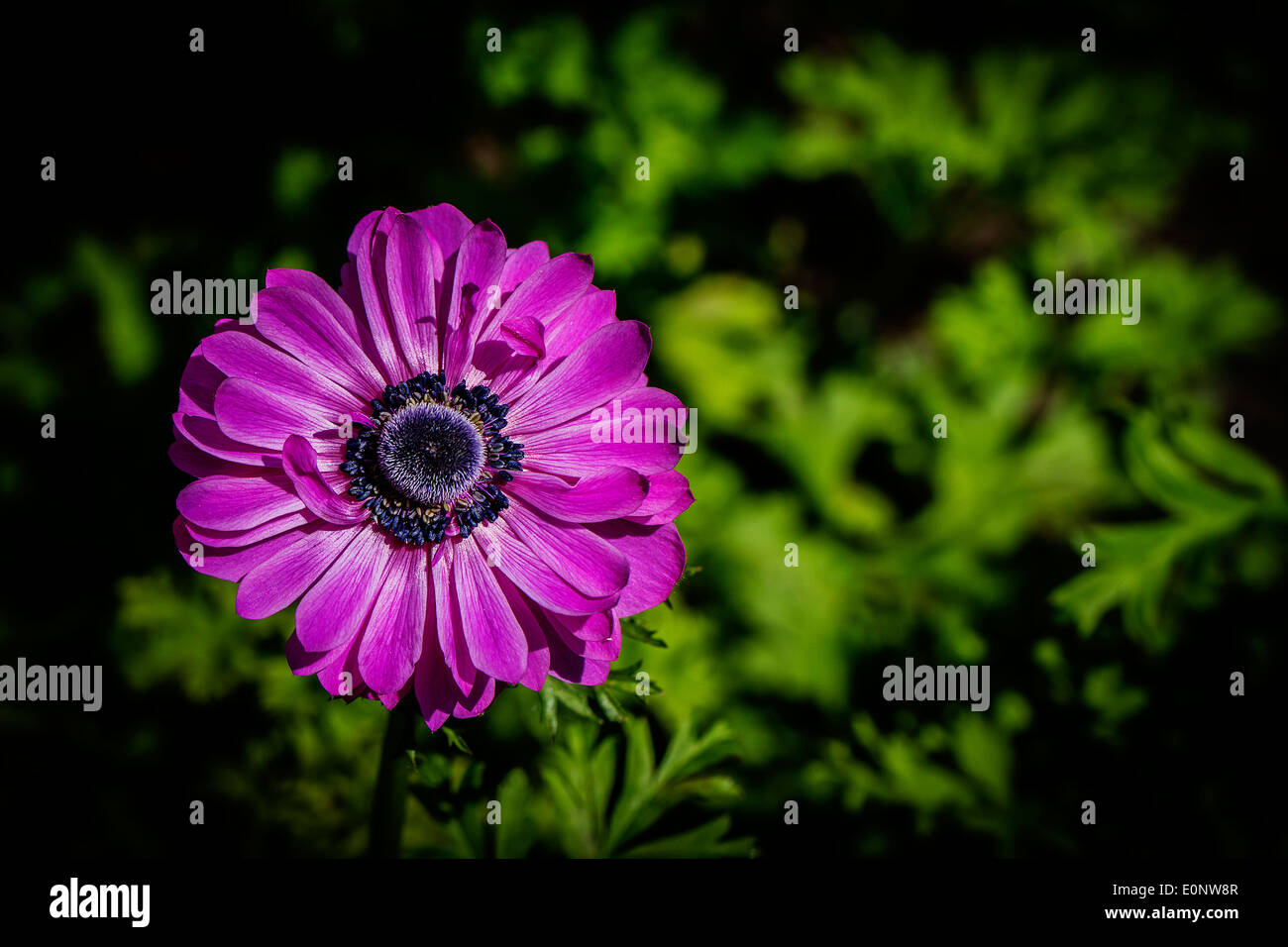Anemone St Brigid Blue flower with green leaf background Stock Photo ...