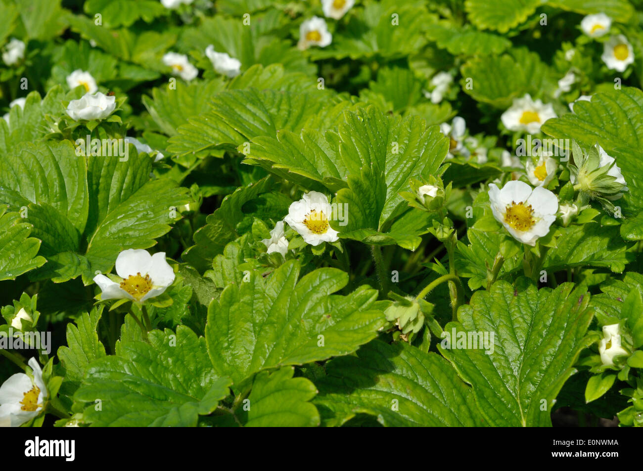 White strawberry flower hi-res stock photography and images - Alamy