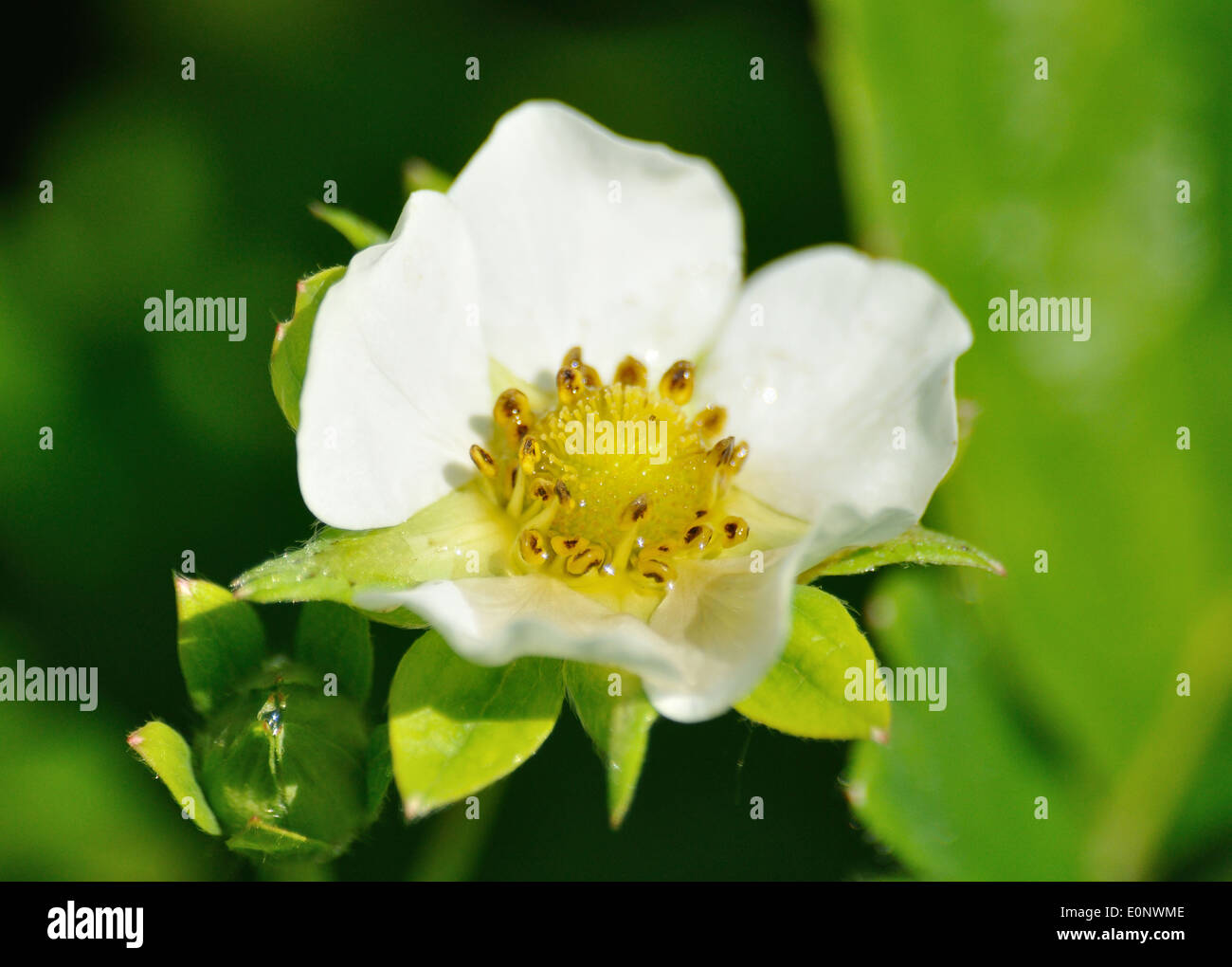 White strawberry plant hi-res stock photography and images - Alamy