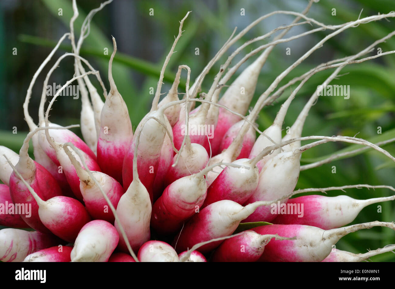 White long radish hi-res stock photography and images - Alamy