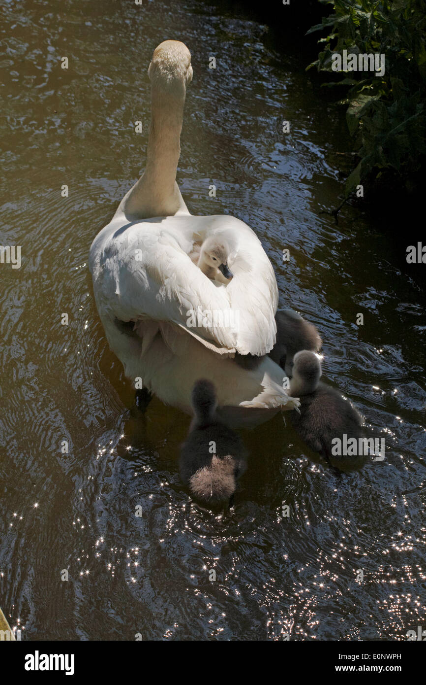 Cygnets following parents hi-res stock photography and images - Alamy
