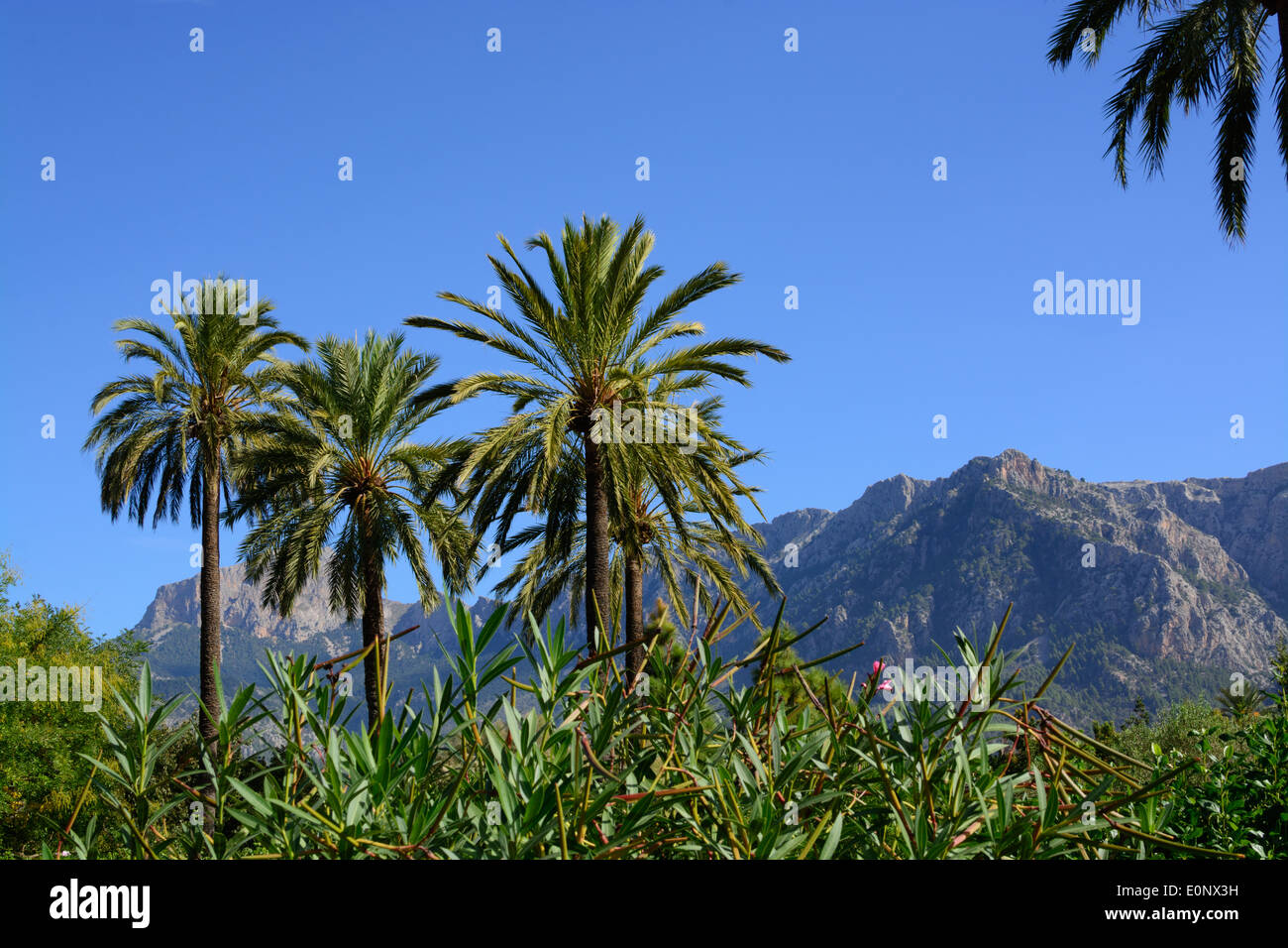 Mallorca landscape - palm trees and Tramuntana mountains, Soller ...