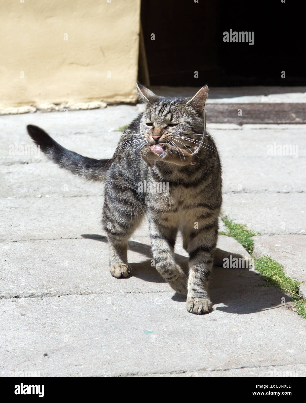 cat with mouse Stock Photo - Alamy