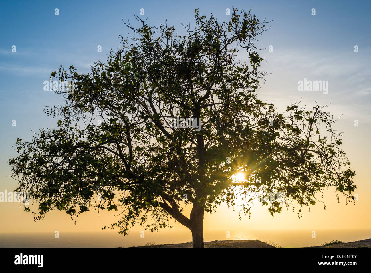 Sun setting through the limbs of a tree. San Diego, California, United ...