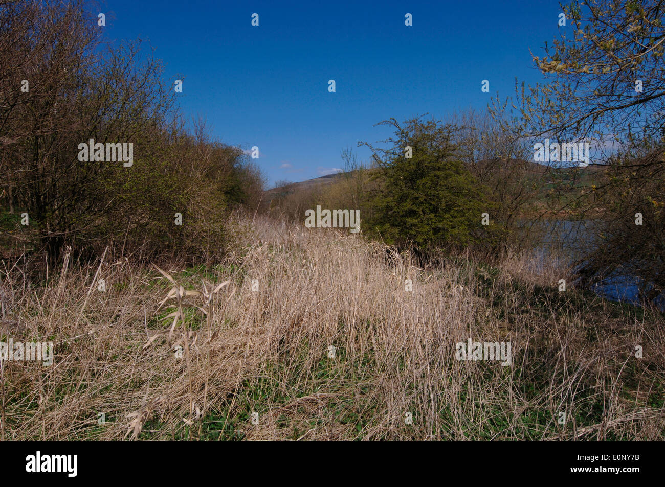 Moorlands habitat hi-res stock photography and images - Alamy