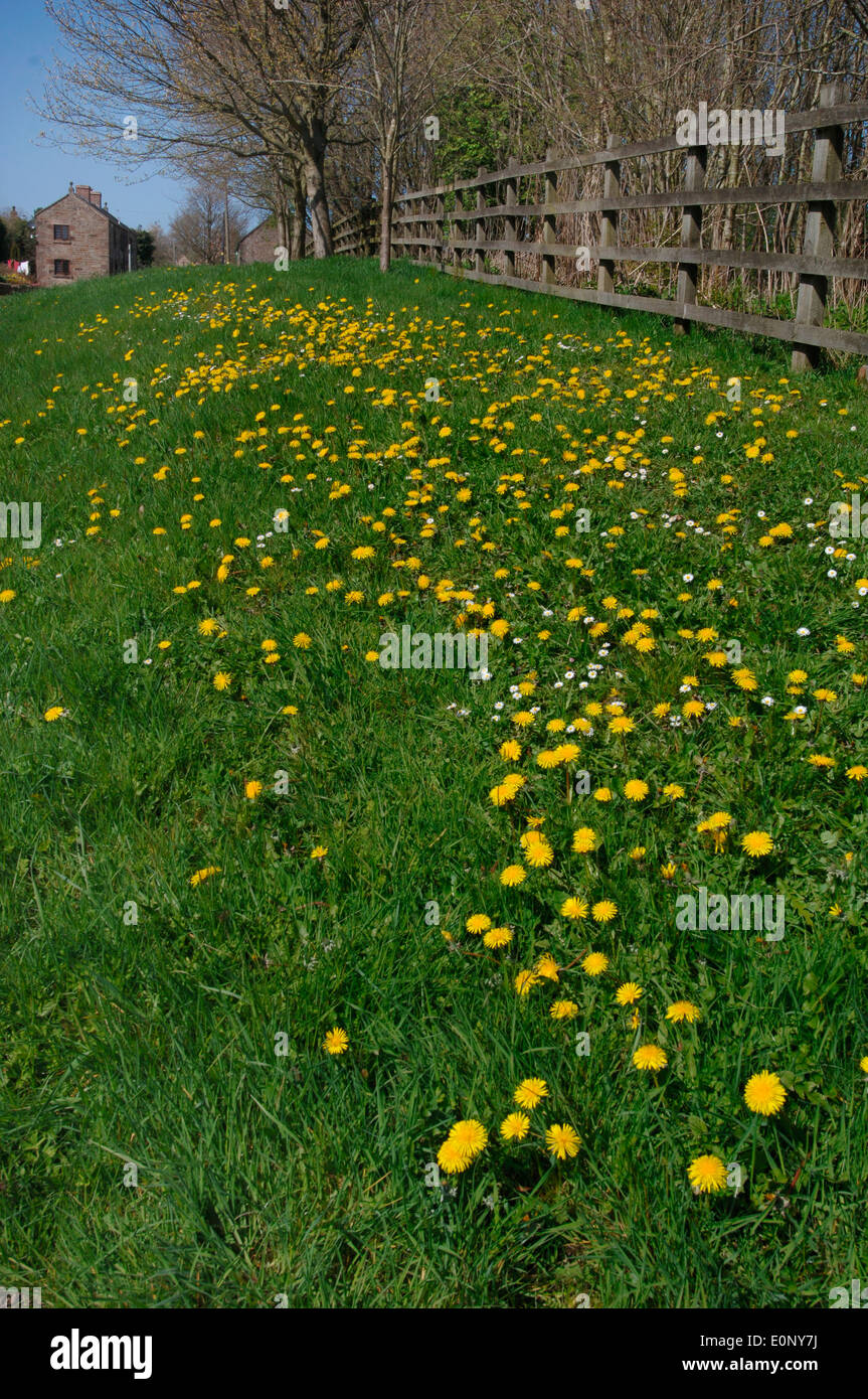 A Grass Bank Covered With Dandelions Stock Photo - Alamy
