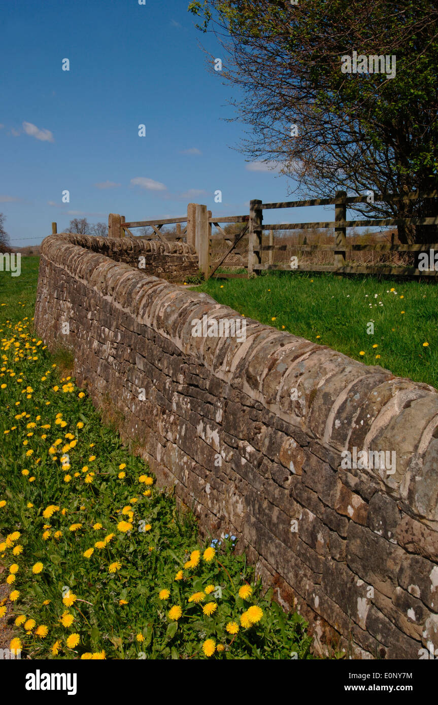 Dandelions flowers hi-res stock photography and images - Alamy