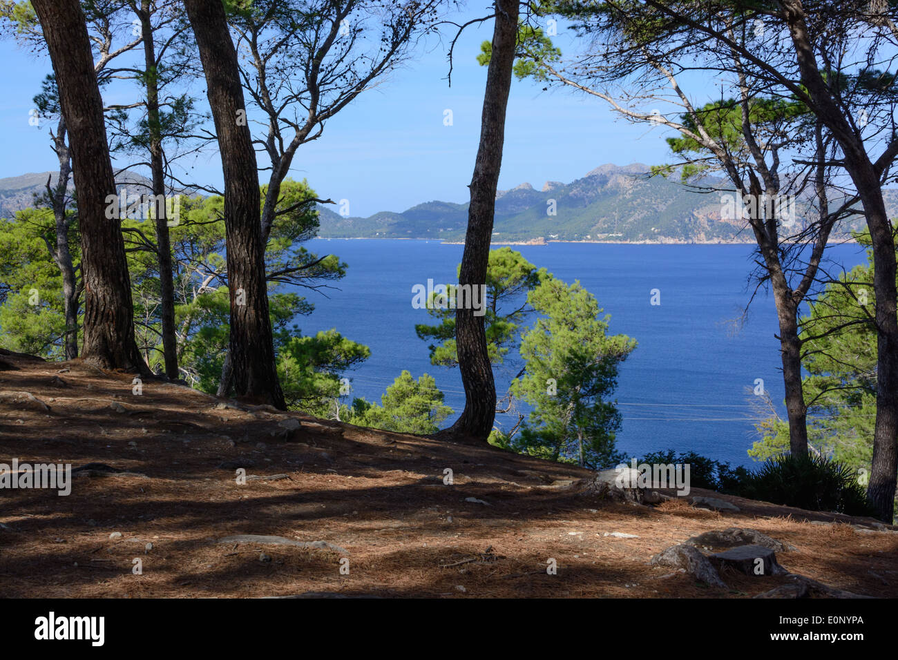 Glimpse of blue Mediterranean looking north, through pine tree forest ...