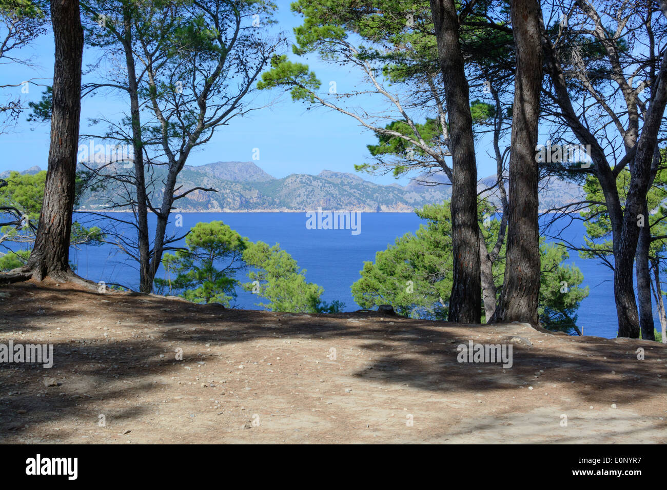 Glimpse of blue Mediterranean looking north, through pine tree forest ...