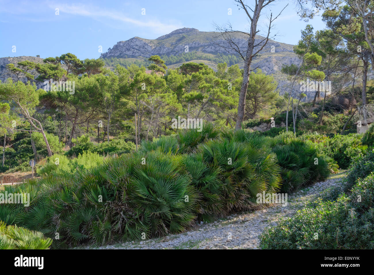 Lush green palm and pine trees in the mountains along a hiking path ...