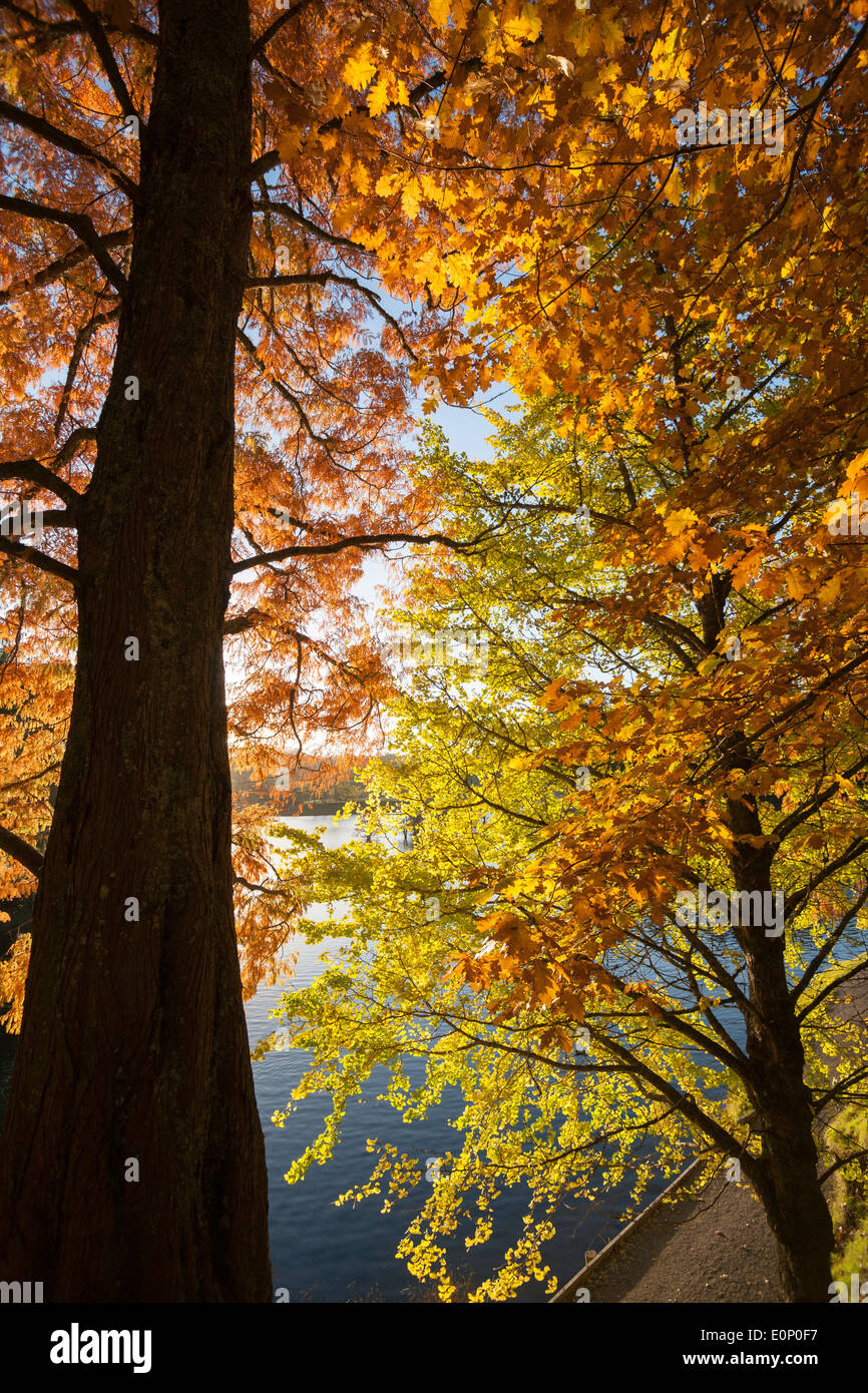 Oak trees on edge hi-res stock photography and images - Alamy