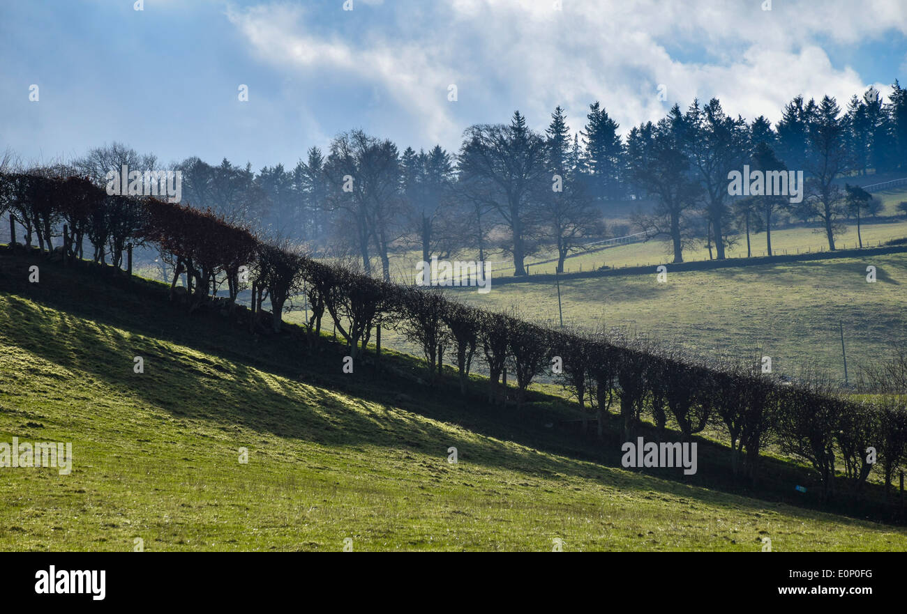 Hawthorn hedge creates a dramatic landscape view near Hawick in the ...