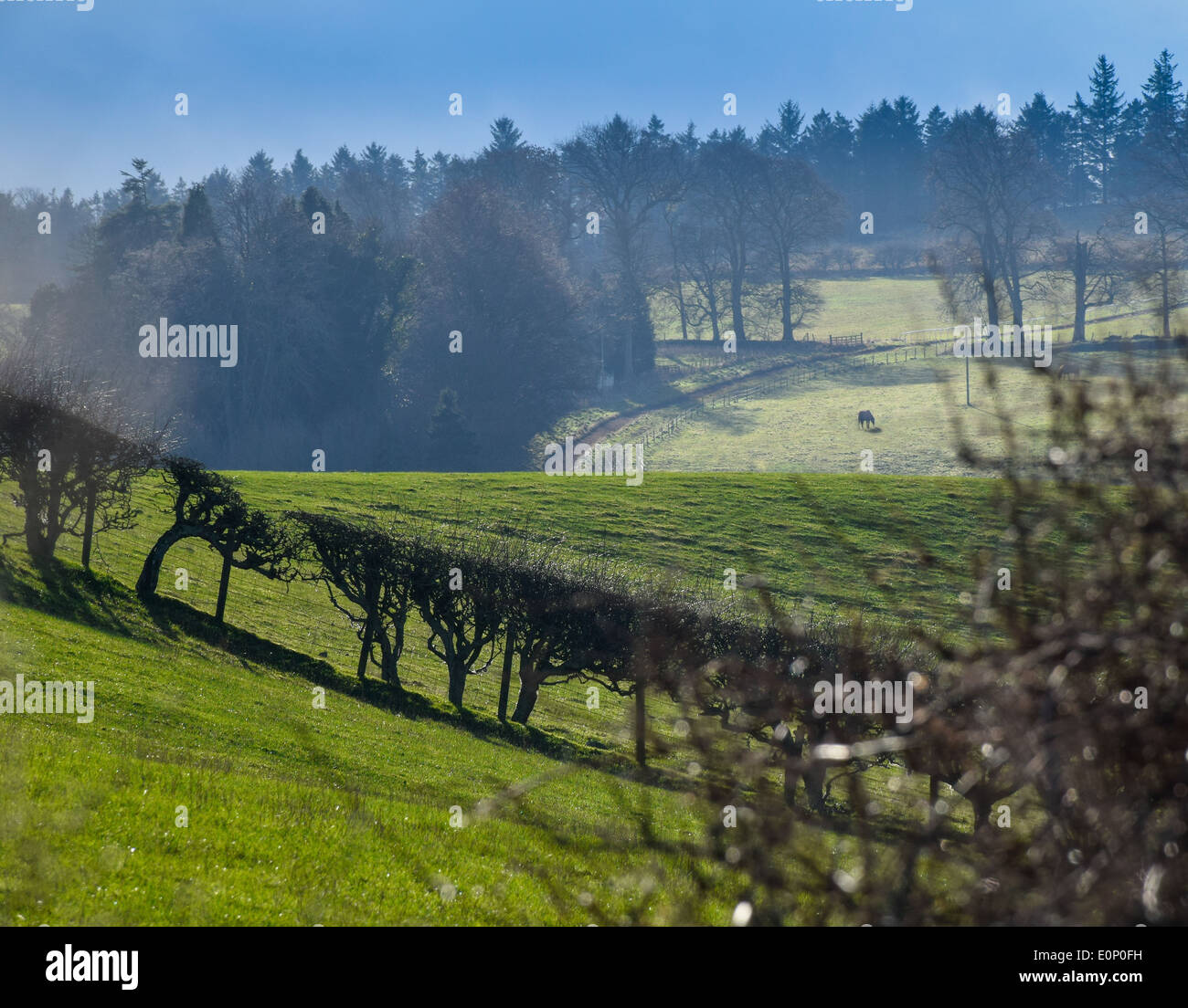 Hawthorn hedge creates a dramatic landscape view near Hawick in the ...