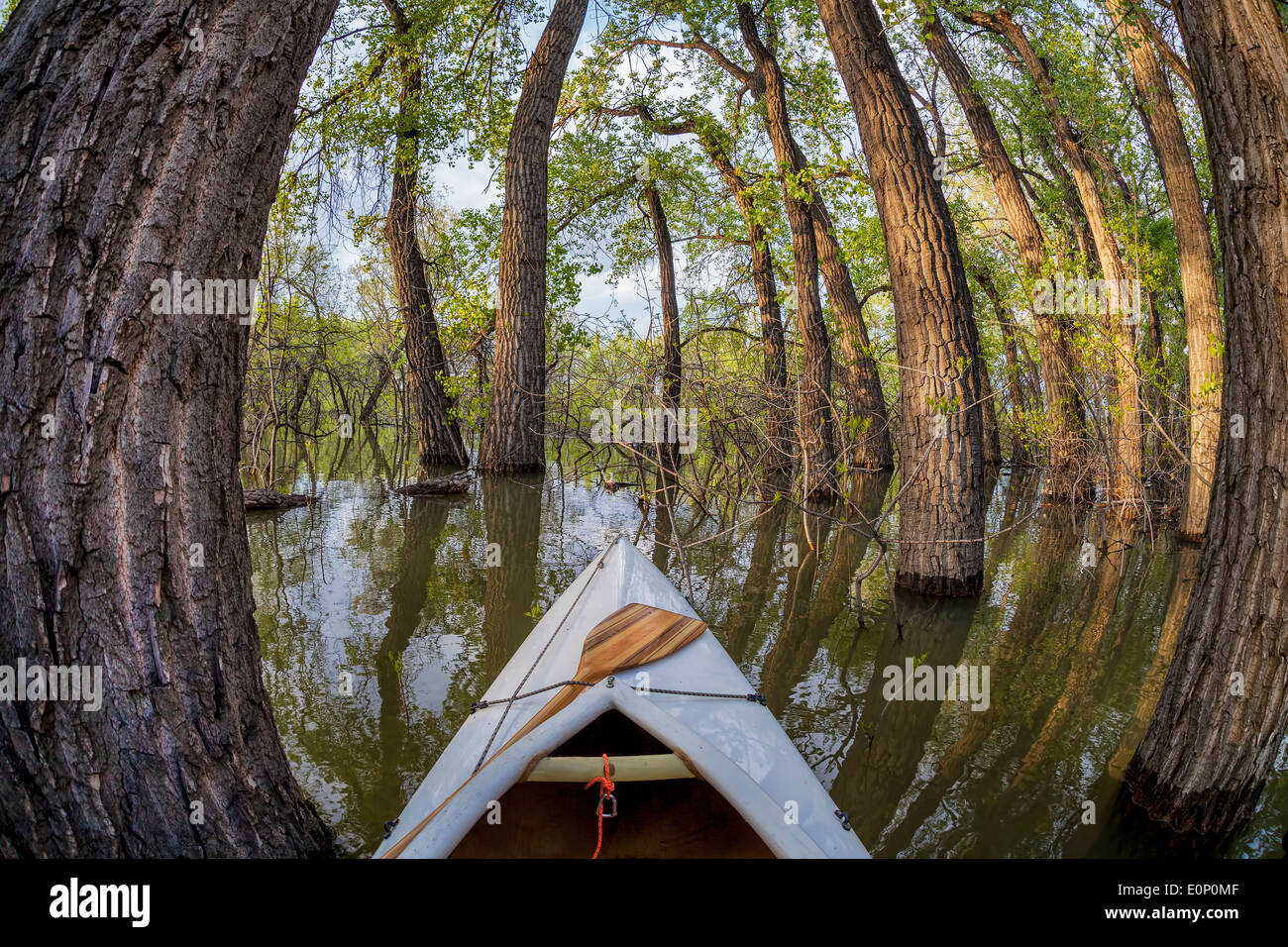 Distortion distorted perspective tree trees hi-res stock photography ...