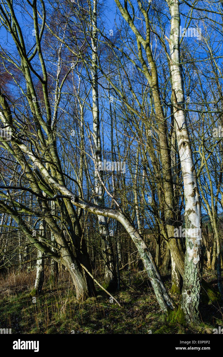 Silver birch winter hi-res stock photography and images - Alamy