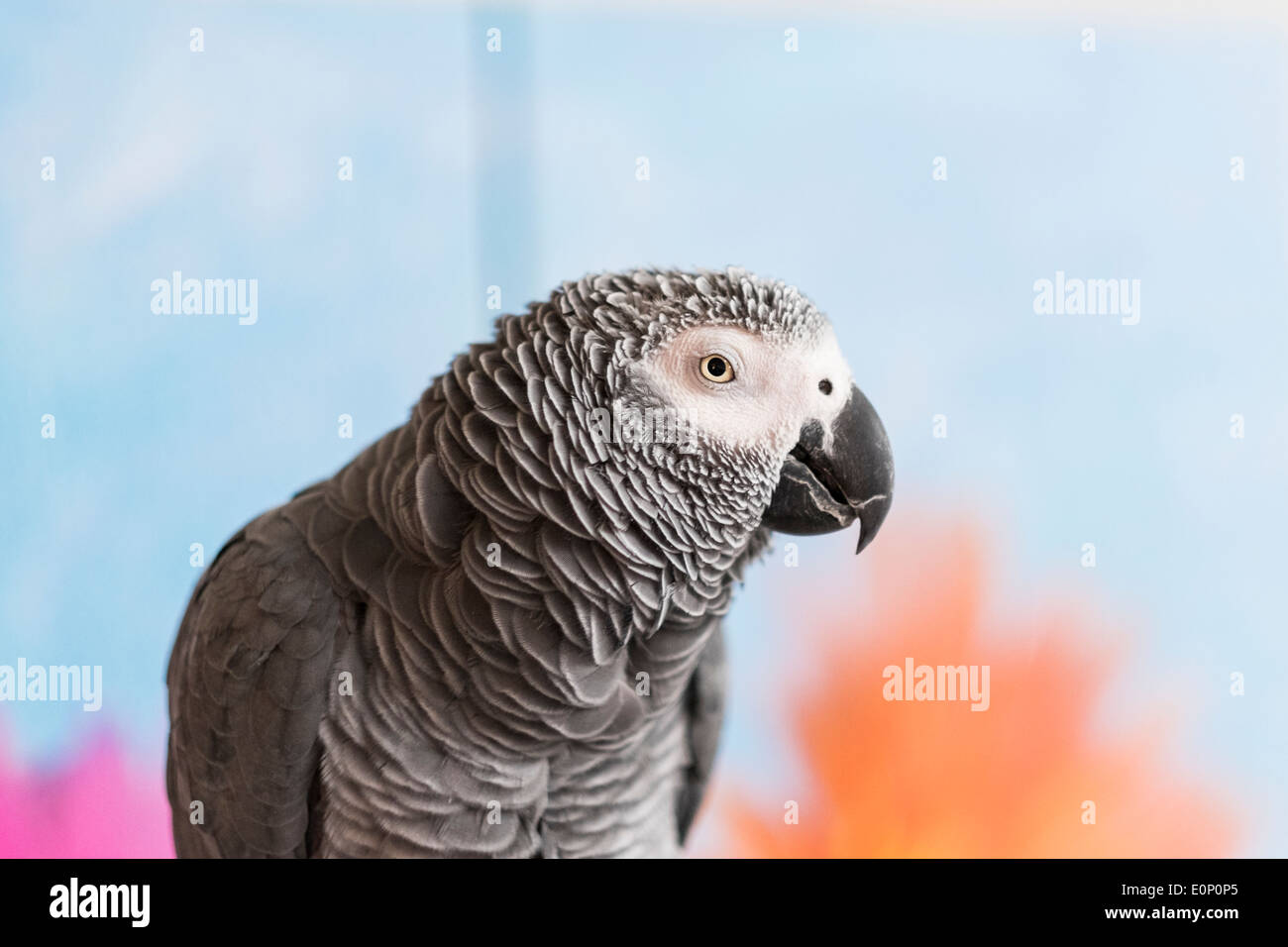 African gray hi-res stock photography and images - Alamy