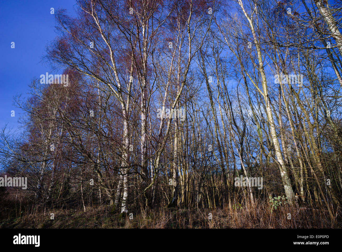 Silver birch grove hi-res stock photography and images - Alamy