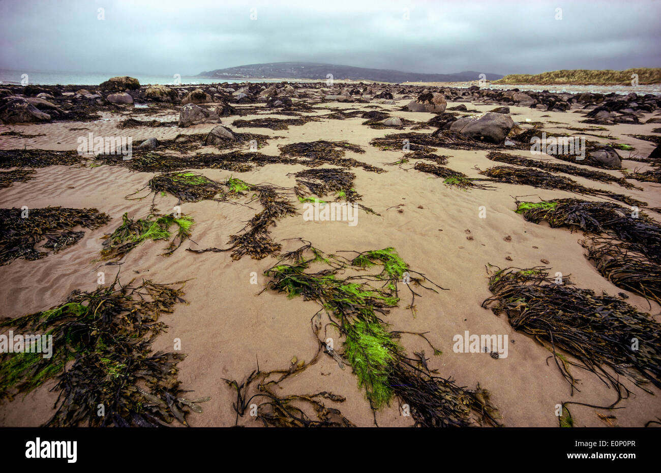 Cymric hi-res stock photography and images - Alamy
