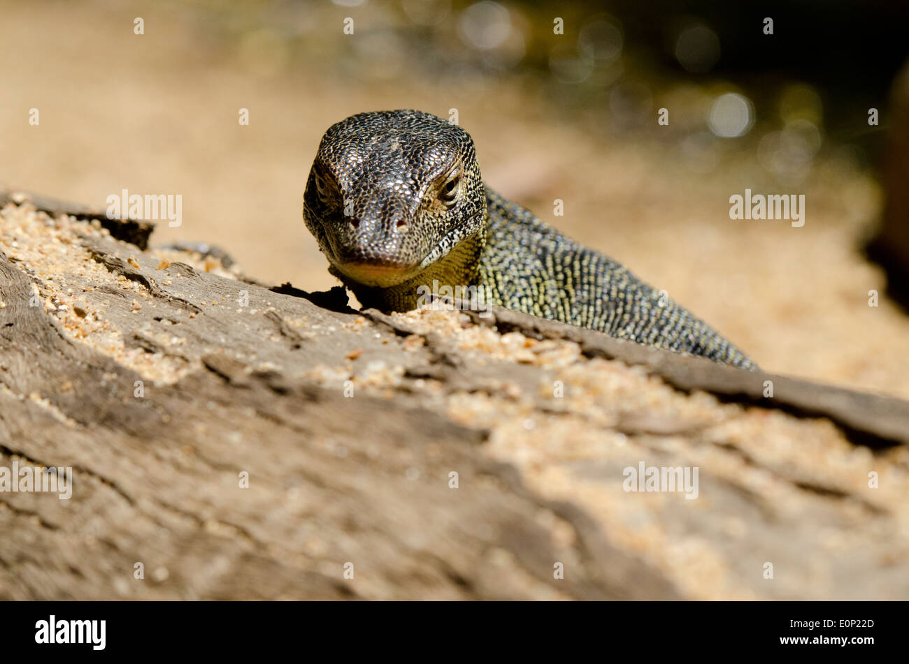 Mertens water monitor hi-res stock photography and images - Alamy