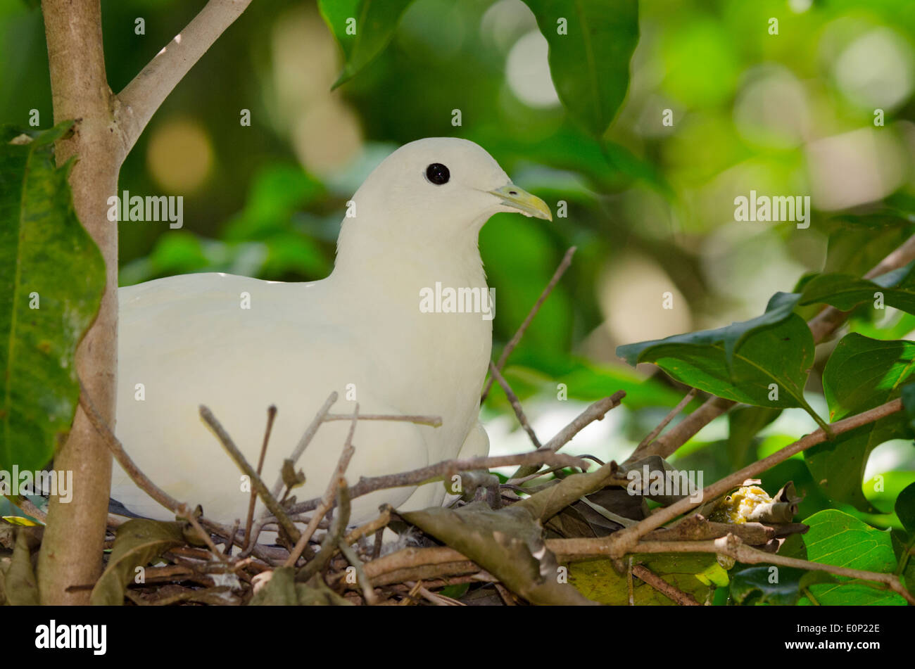 Australia, Northern Territory, Darwin. Territory Wildlife Park ...