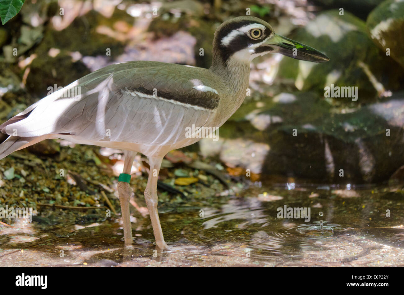 Darwin bird australia hi-res stock photography and images - Alamy