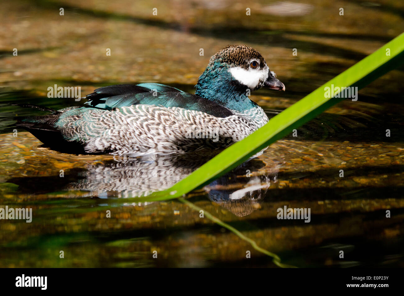 Green pygmy goose hi-res stock photography and images - Alamy