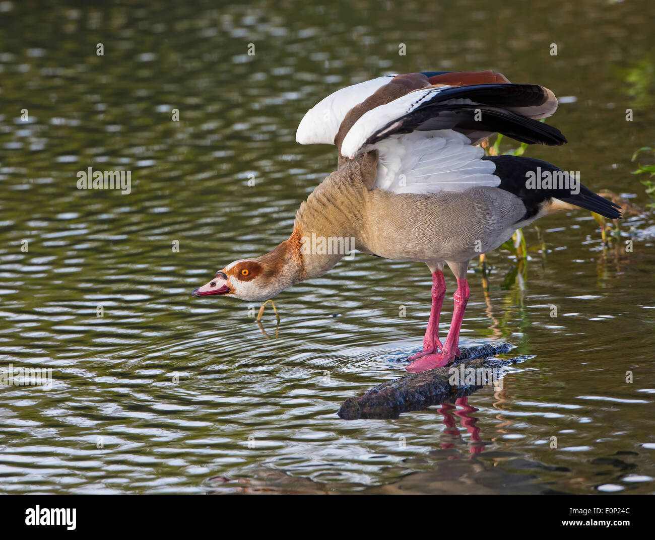 Egyptian goose stretching hi-res stock photography and images - Alamy