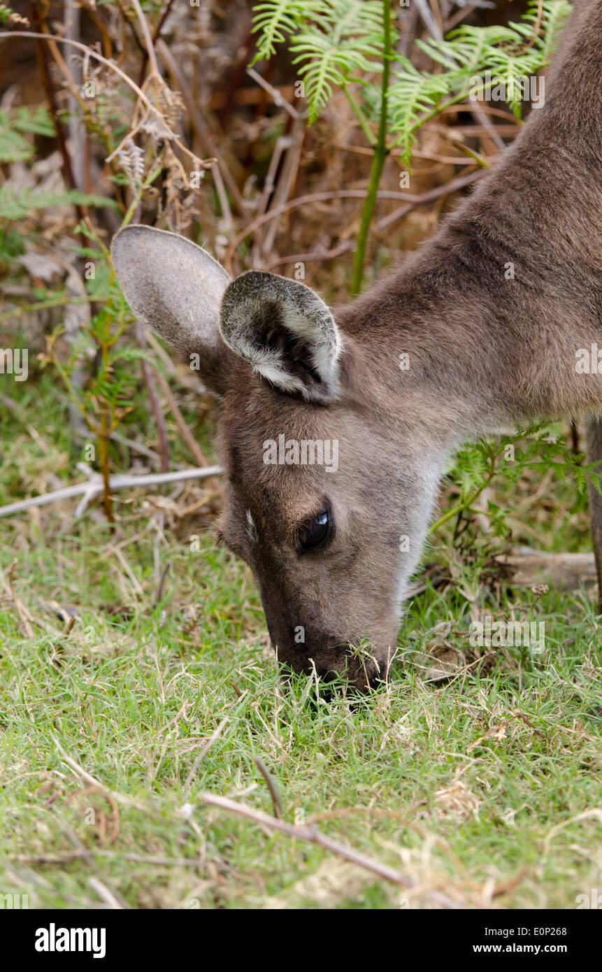 Australia, Western Australia, Perth, Yanchep National Park. Western ...