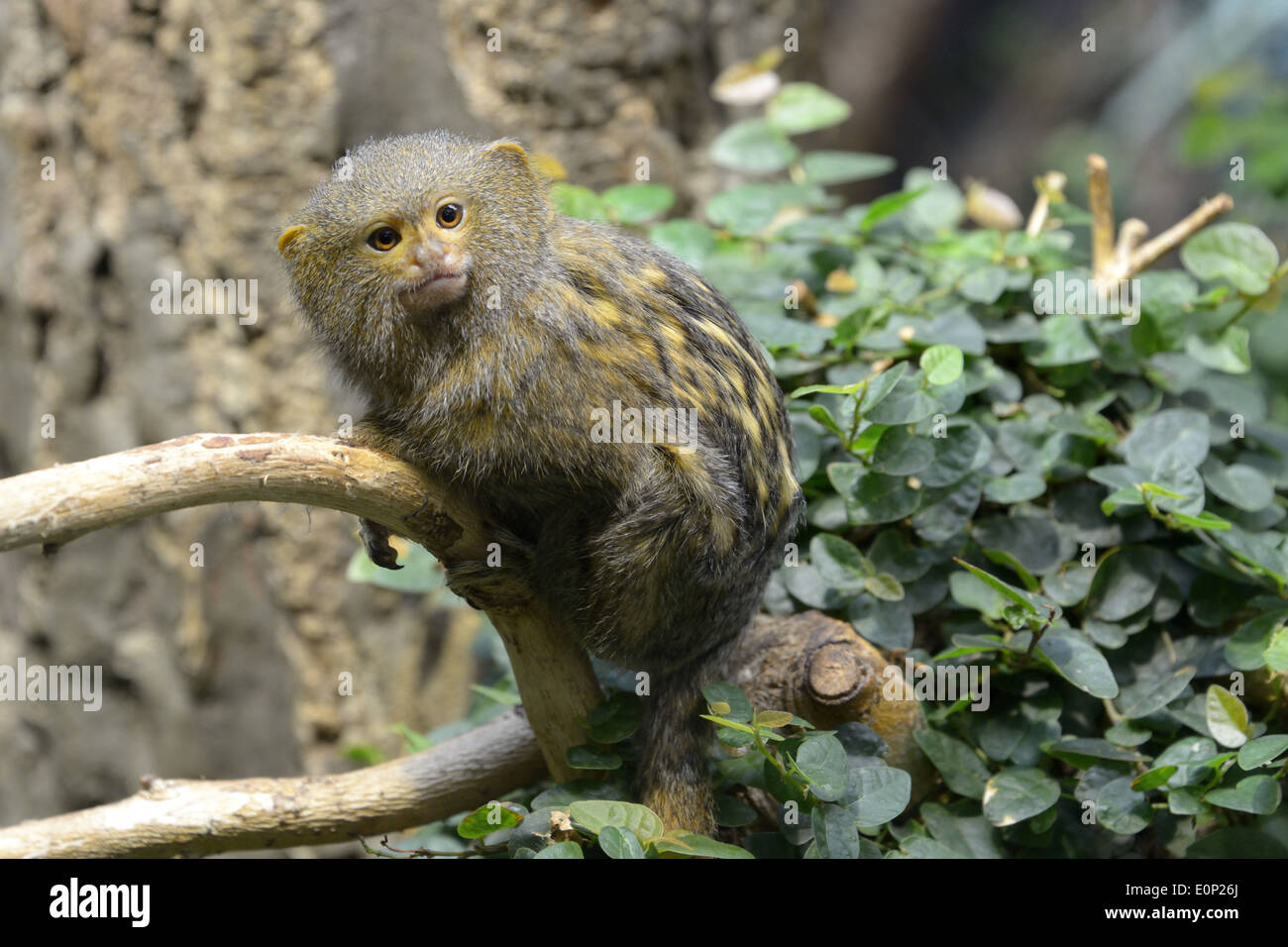 Pygmy marmoset (Cebuella pygmaea) is a small New World monkey native to ...
